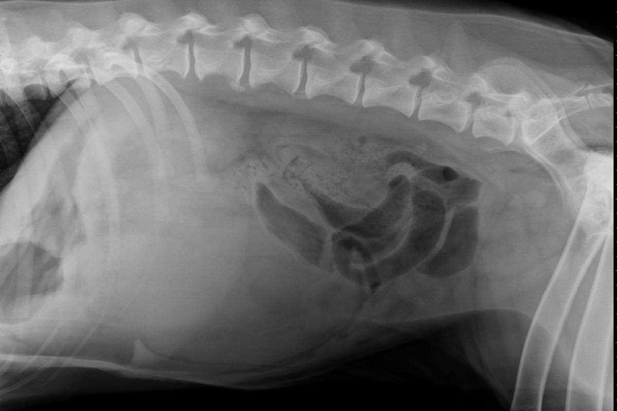 Wo Liegt Die Milz Beim Hund Alles Was Du Wissen Musst Haustiereleben