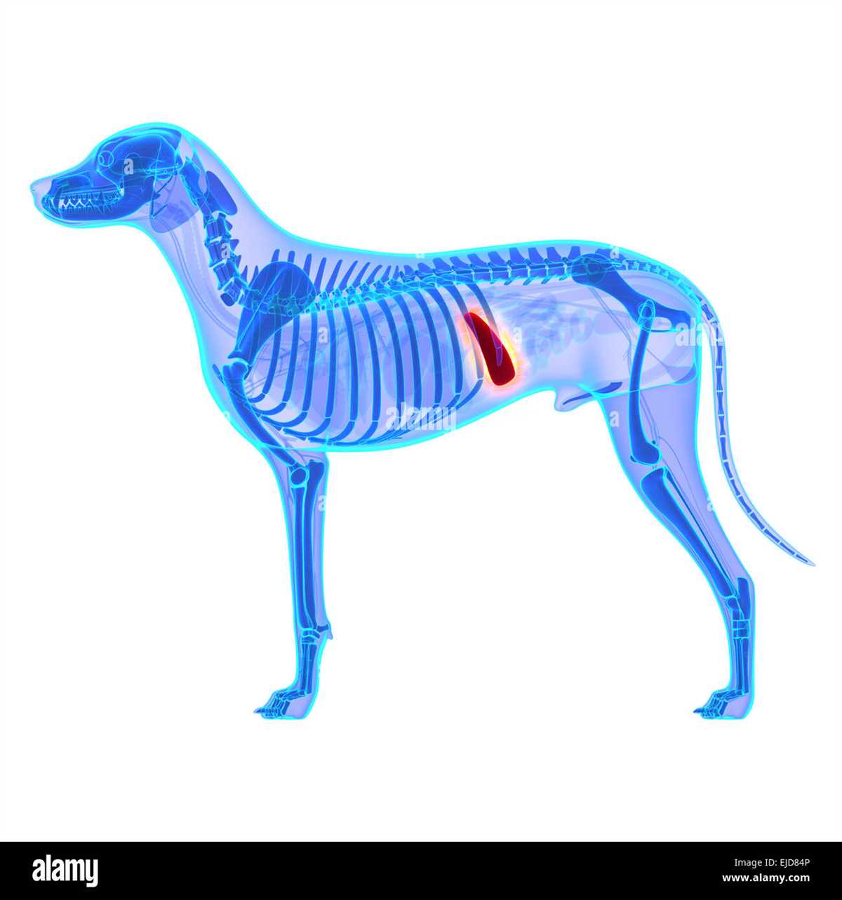 Wo Liegt Die Milz Beim Hund Alles Was Du Wissen Musst Haustiereleben